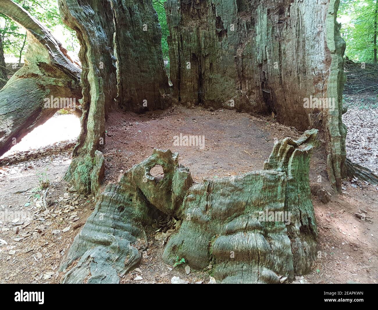 Sababurg urwald hi-res stock photography and images - Alamy