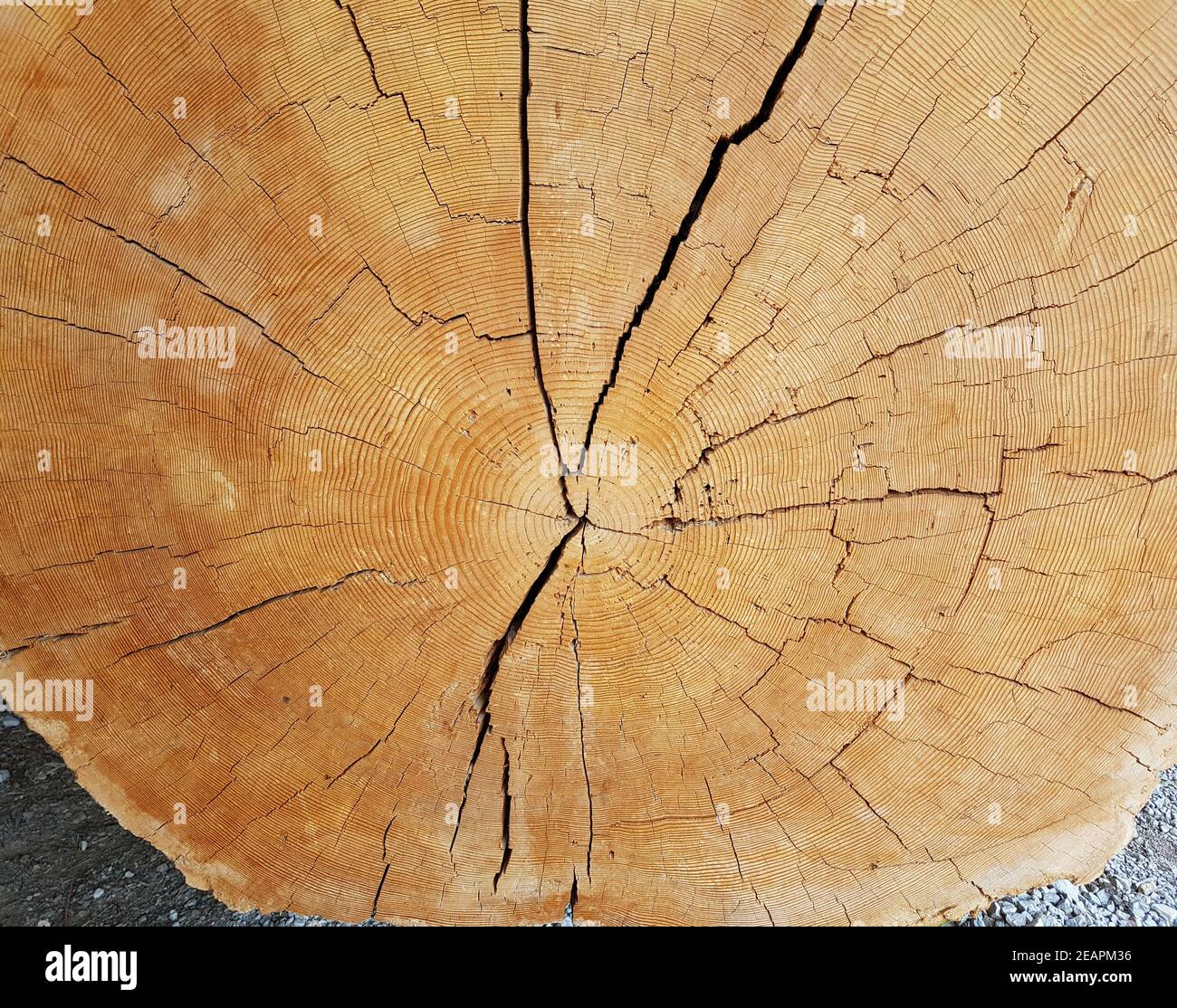Jahresringe, Maserung, Holzscheibe Stock Photo - Alamy