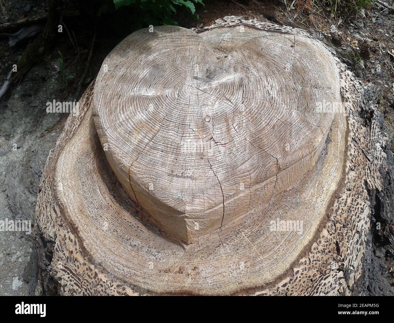 Baum stamm hi-res stock photography and images - Alamy