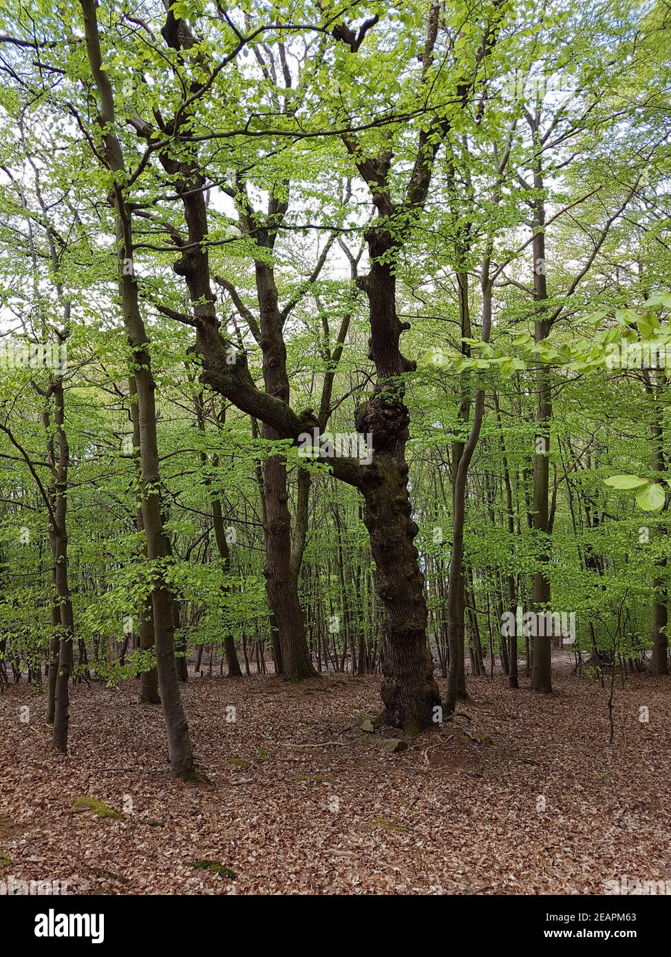 Urwaldbaeume hi-res stock photography and images - Alamy