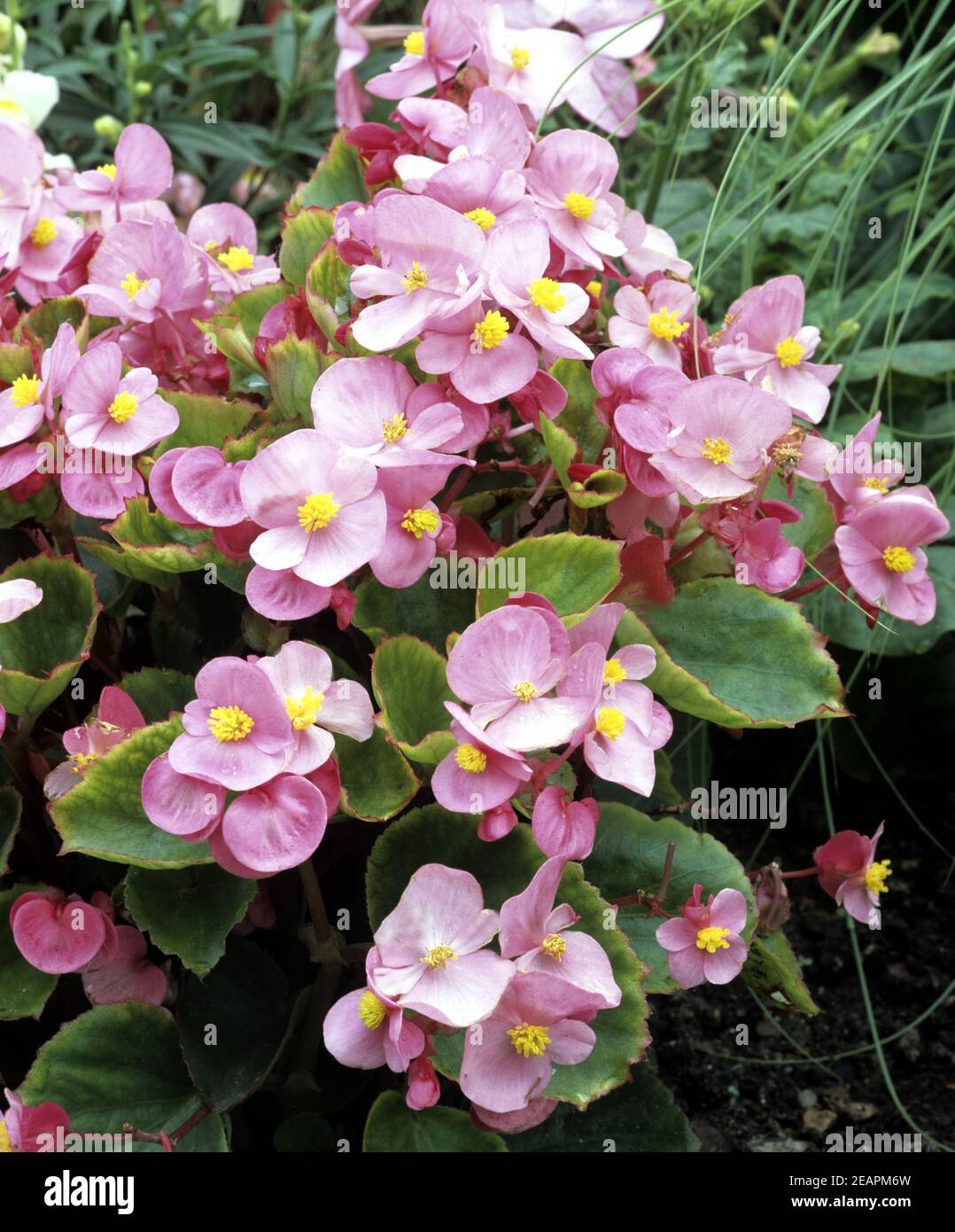 White begonia semperflorens hi-res stock photography and images - Alamy