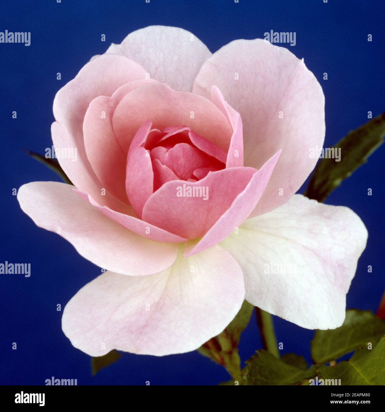 Rose queen elizabeth floribunda hi-res stock photography and images - Alamy