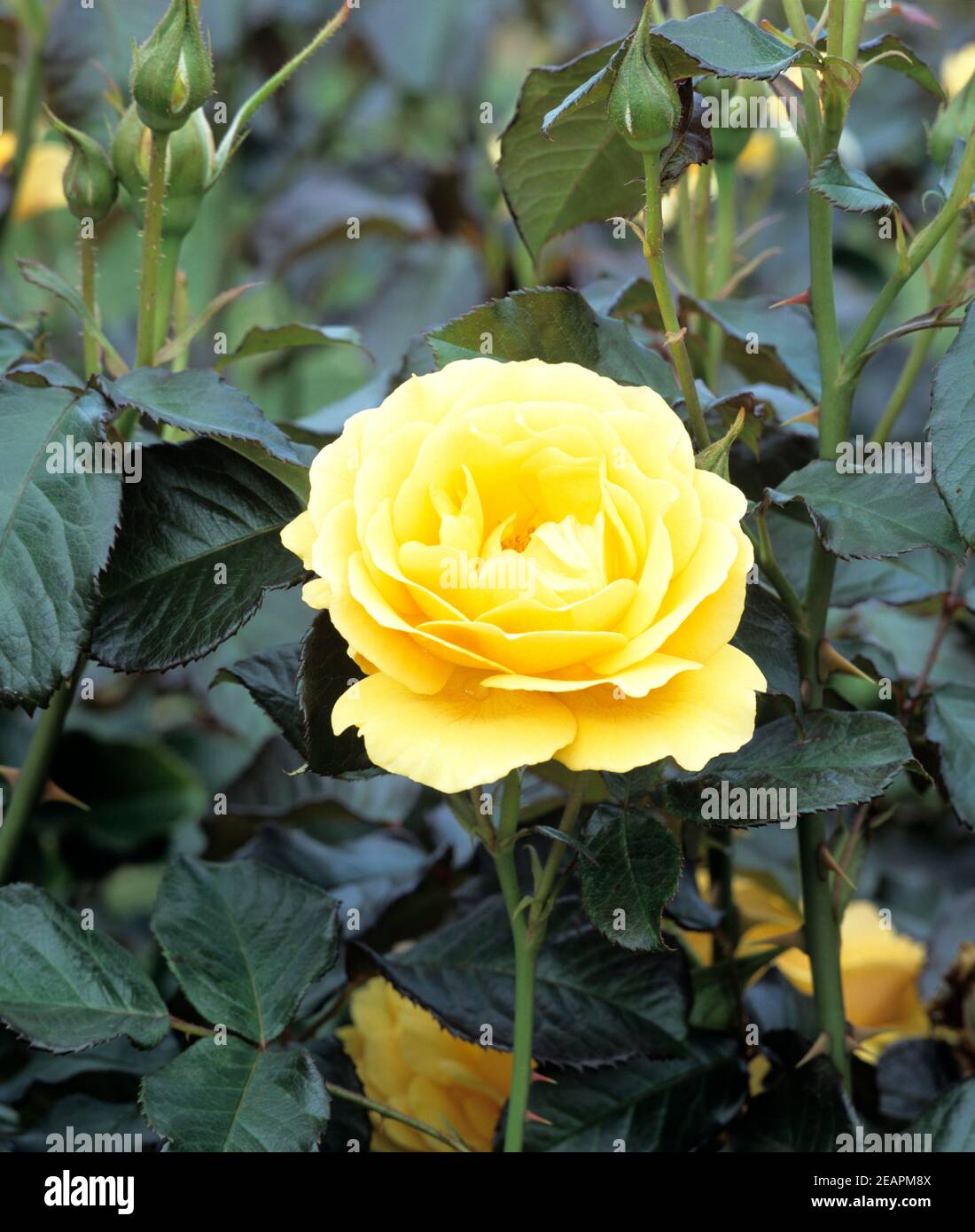 The Queena A High Resolution Stock Photography and Images - Alamy