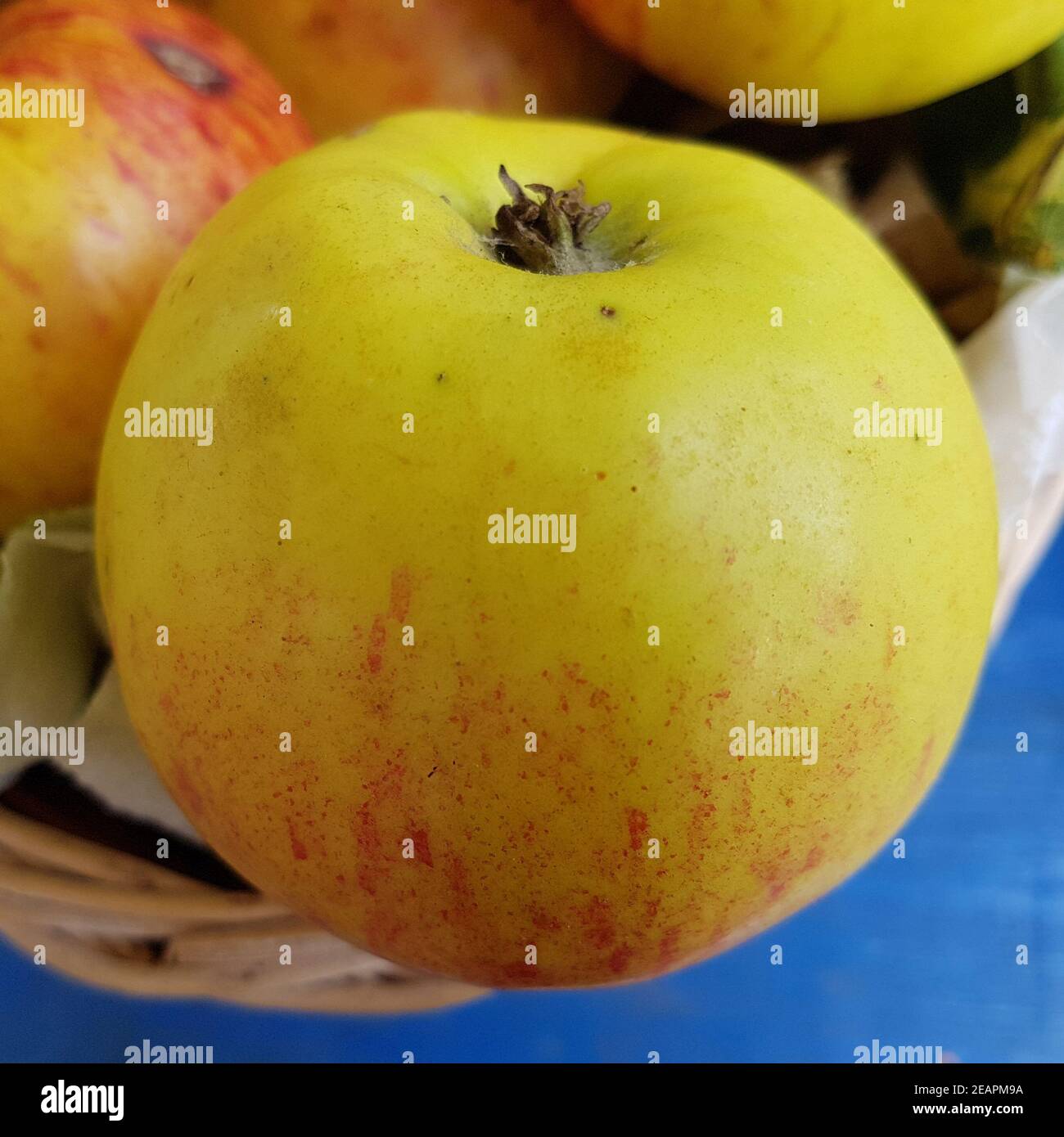 Falscher gravensteiner hi-res stock photography and images - Alamy