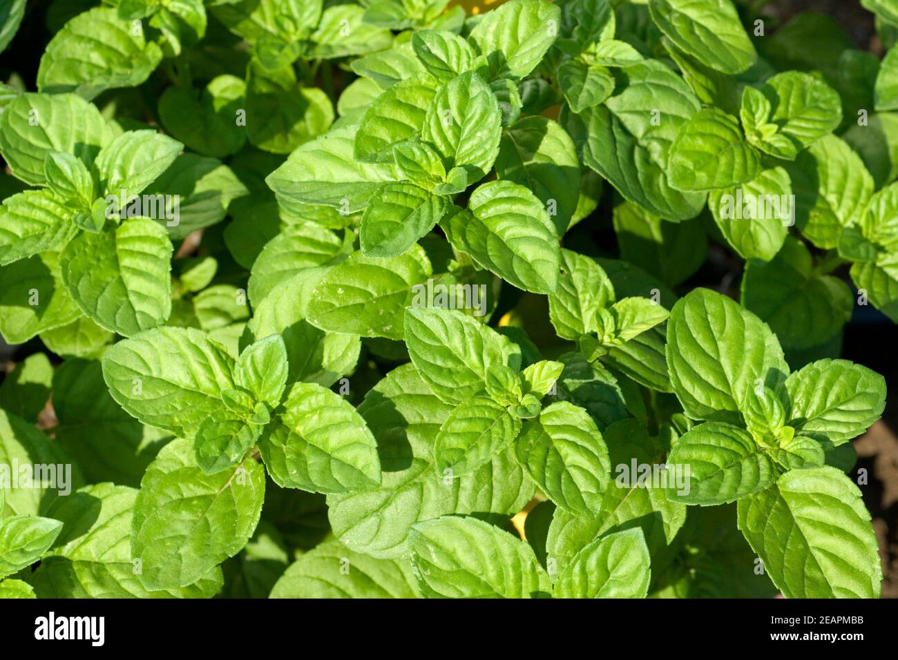 Bergamotte High Resolution Stock Photography and Images - Alamy