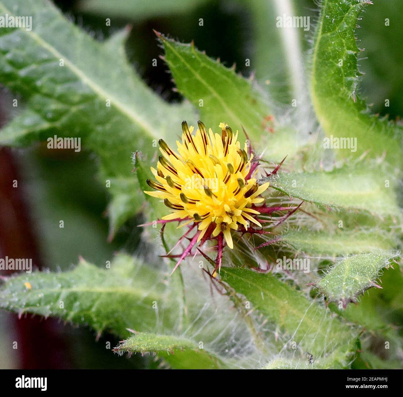 Benediktenkraut, Cnicus, Benedictus Stock Photo - Alamy
