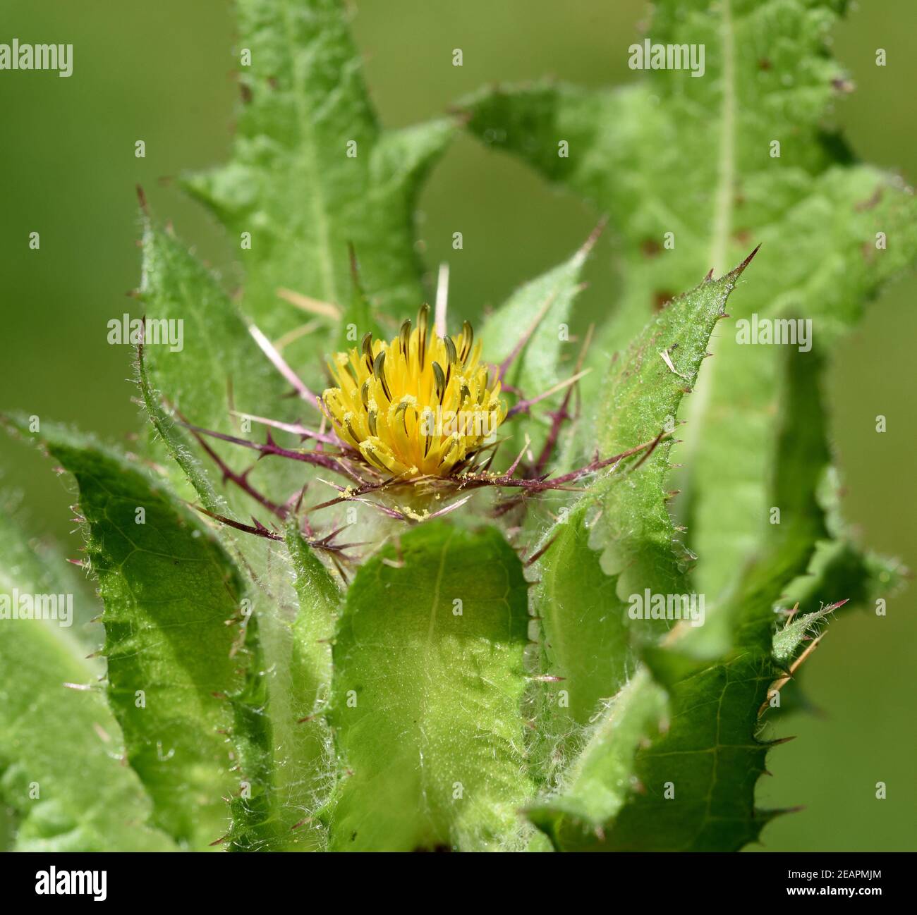 Benediktenkraut, Cnicus, Benedictus Stock Photo - Alamy