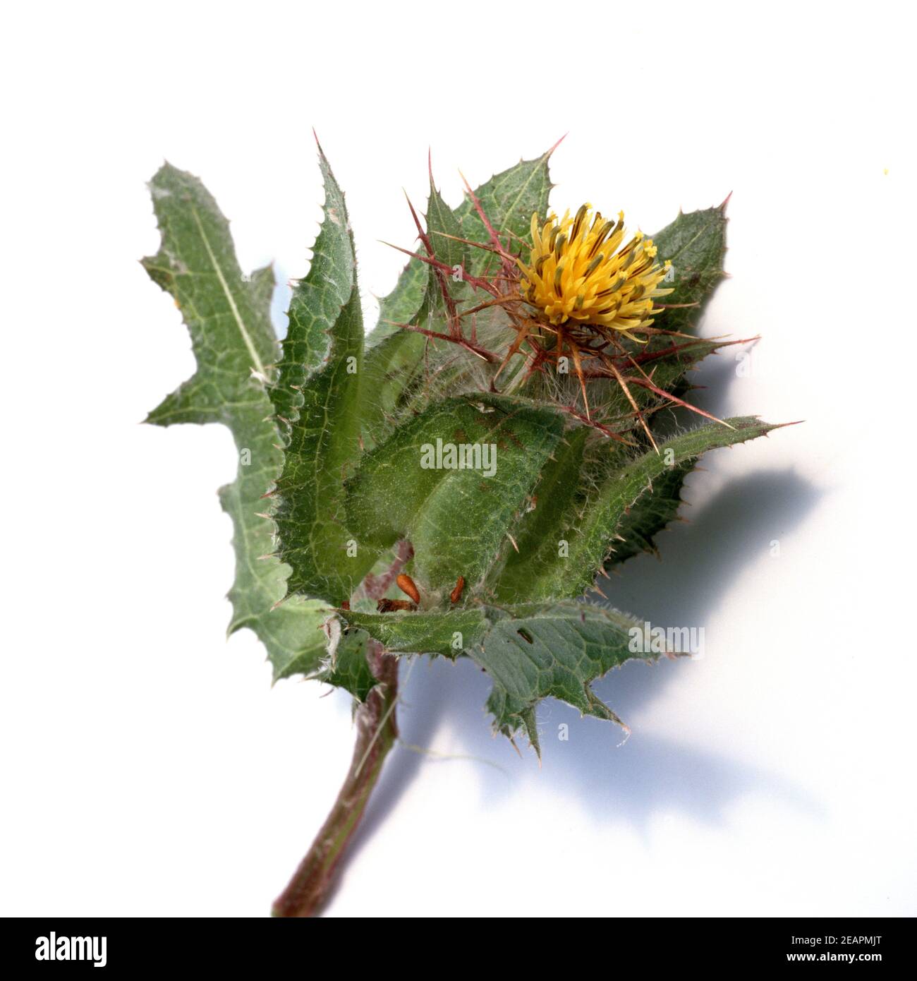 Benediktenkraut Cnicus Benedictus Stock Photo - Alamy