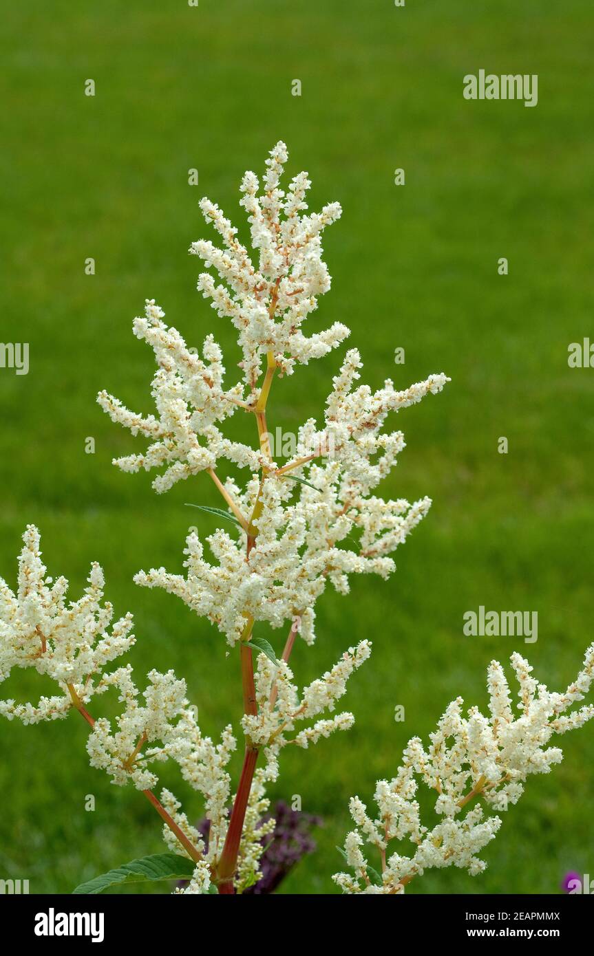 bergknoeterich, Aconogonon alpinum Stock Photo - Alamy
