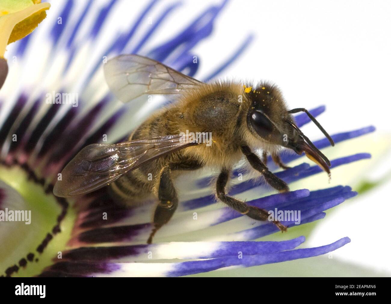 Biene hintergrund hi-res stock photography and images - Alamy