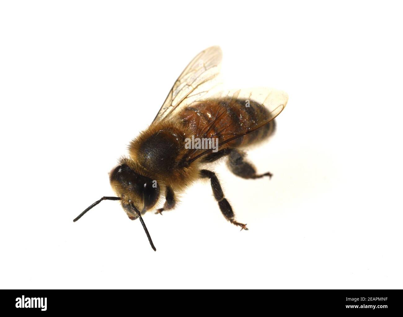 Bienen hi-res stock photography and images - Alamy
