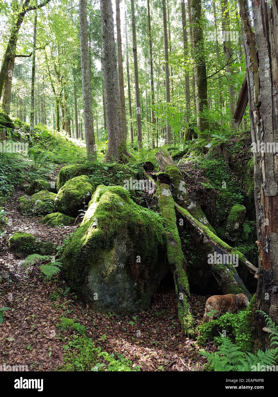 Zauberwald Hintersee Ramsau Geotop Stock Photo - Alamy