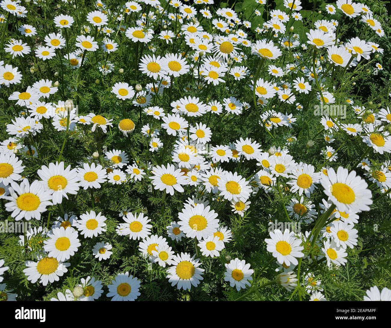 Roemischer Bertram, Anacyclus, pyrethrum Stock Photo - Alamy