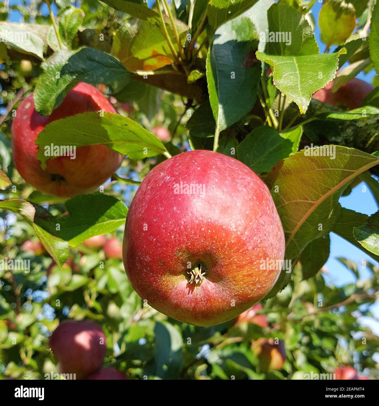 Berner Rosenapfel, Apfel, Malus, domestica Stock Photo - Alamy