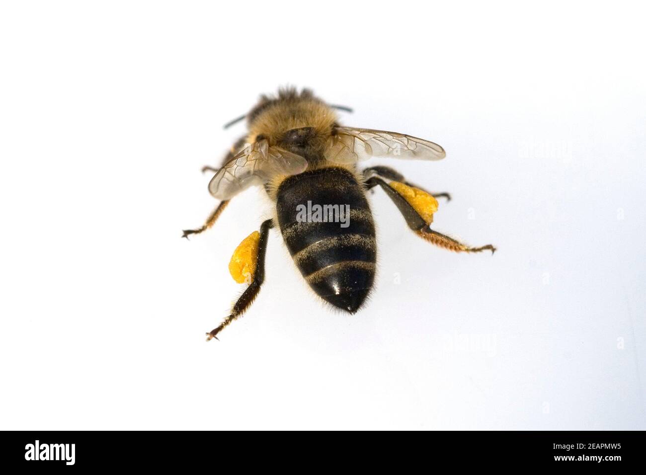 Biene mit pollenhoeschen hi-res stock photography and images - Alamy