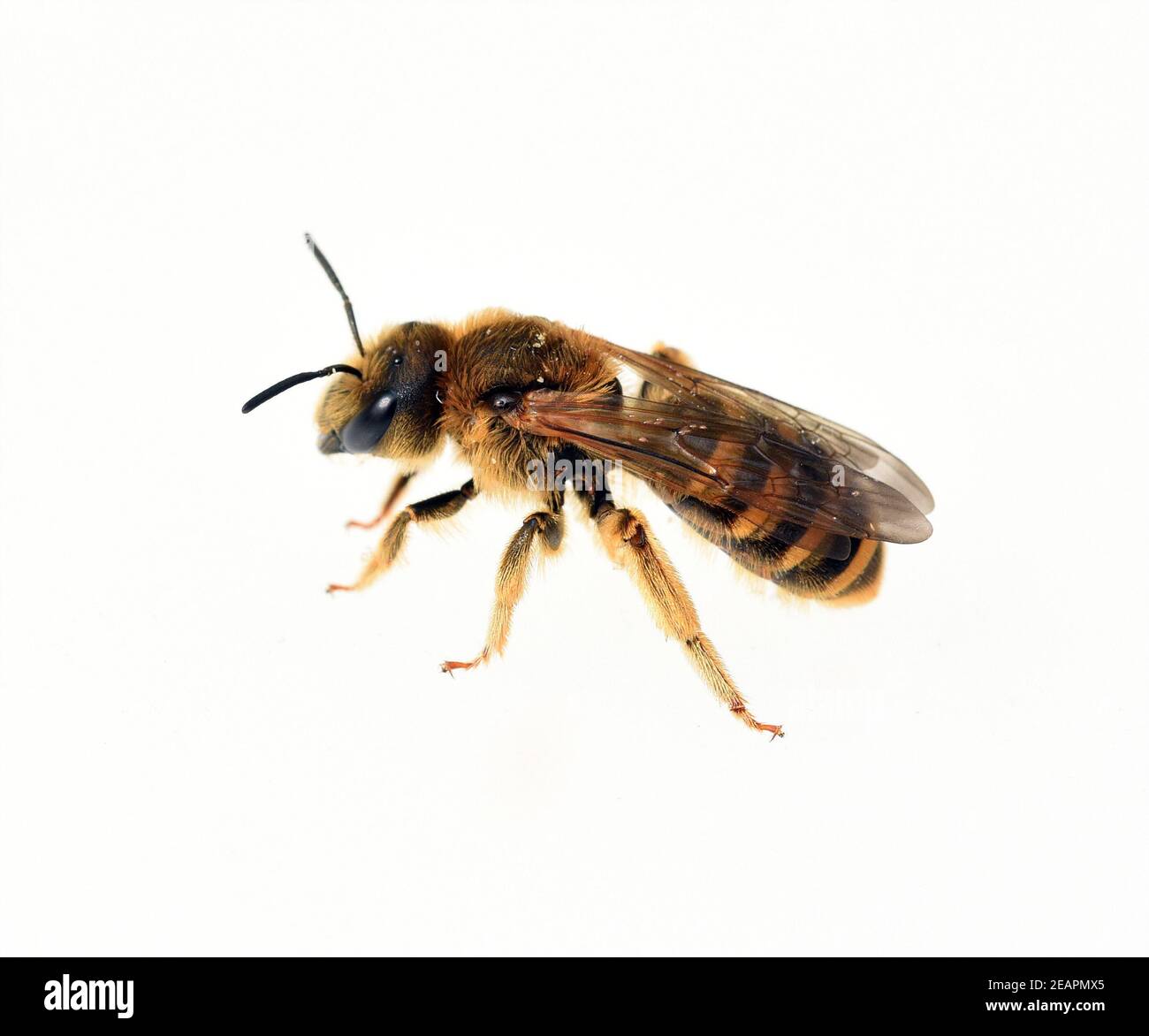 Biene, Pollen, Apis, mellifera Stock Photo - Alamy