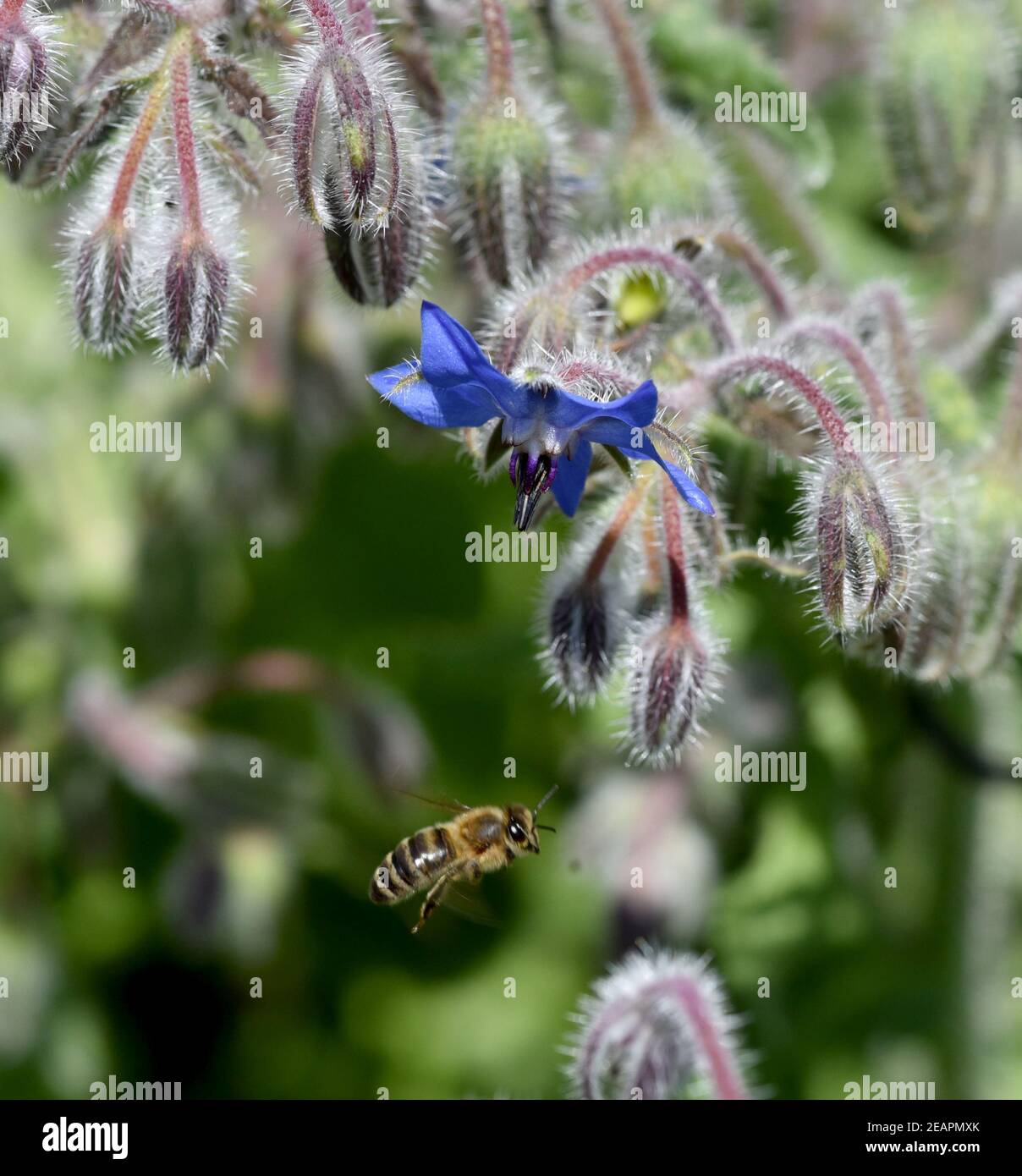 Borago officinalis apis mellifera hi-res stock photography and images ...