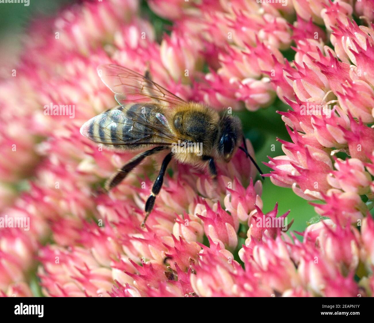 Biene mit blumen hi-res stock photography and images - Alamy