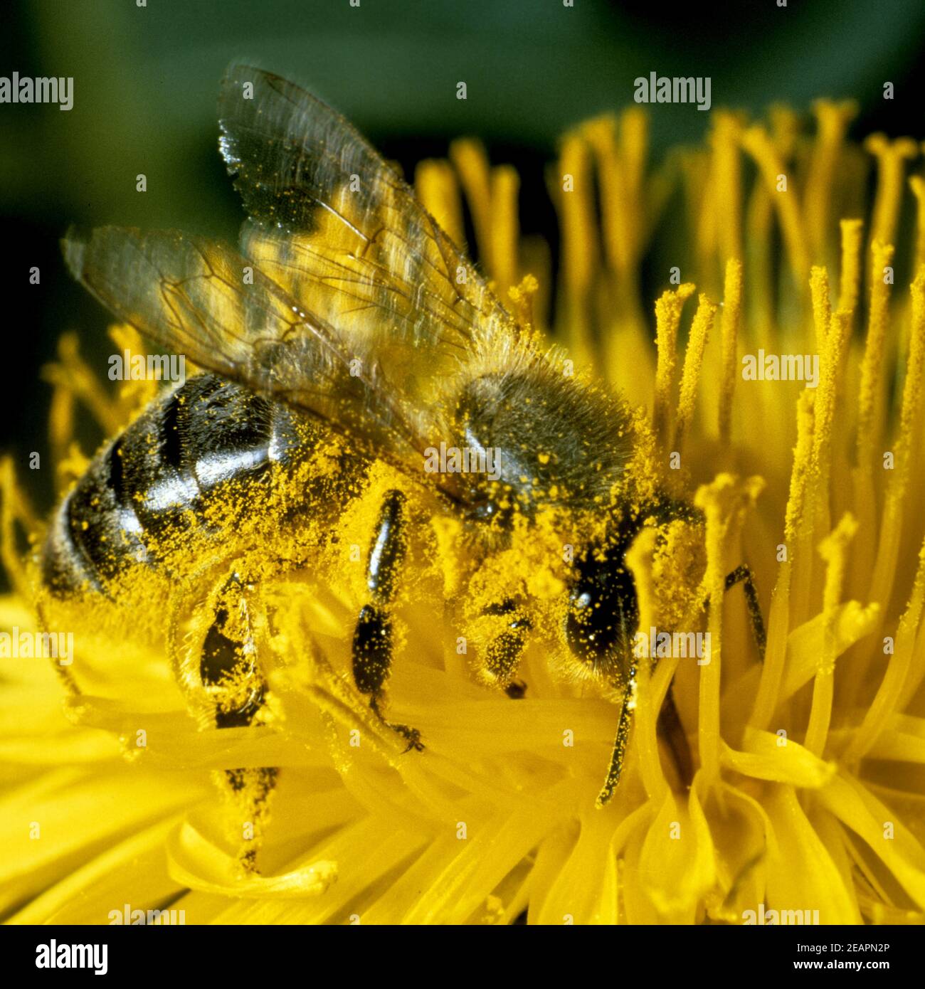 Biene bienen hi-res stock photography and images - Alamy