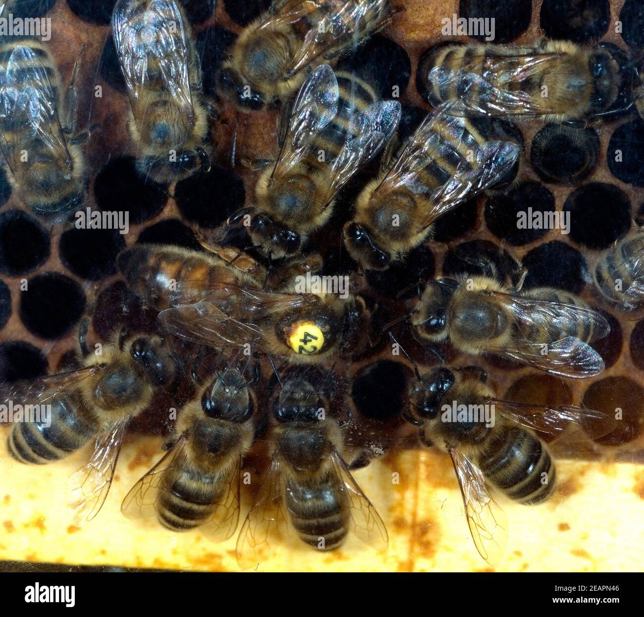 Biene honig hi-res stock photography and images - Alamy