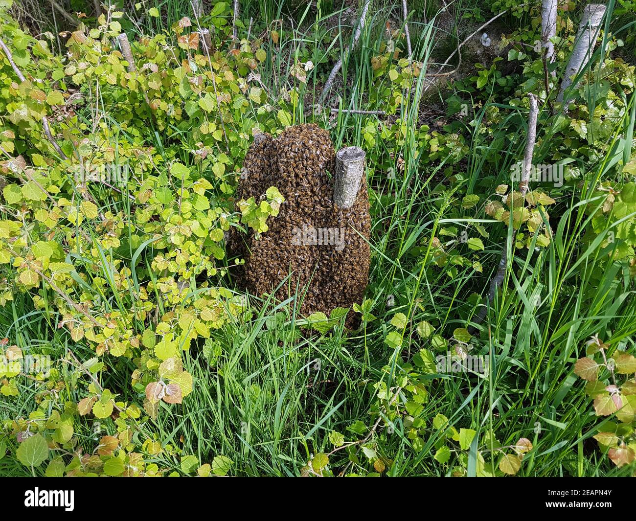 Bienenschwarm, Bienen, Apis mellifera Stock Photo - Alamy