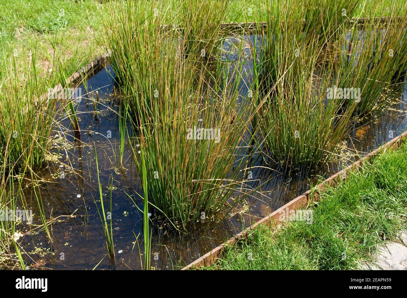 Binse hi-res stock photography and images - Alamy