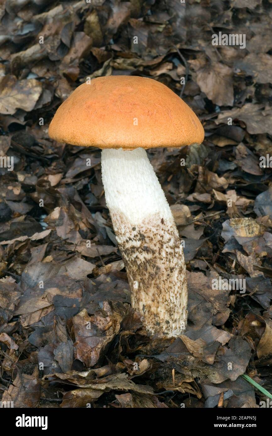 Schwarzschuppige rotkappe hi-res stock photography and images - Alamy