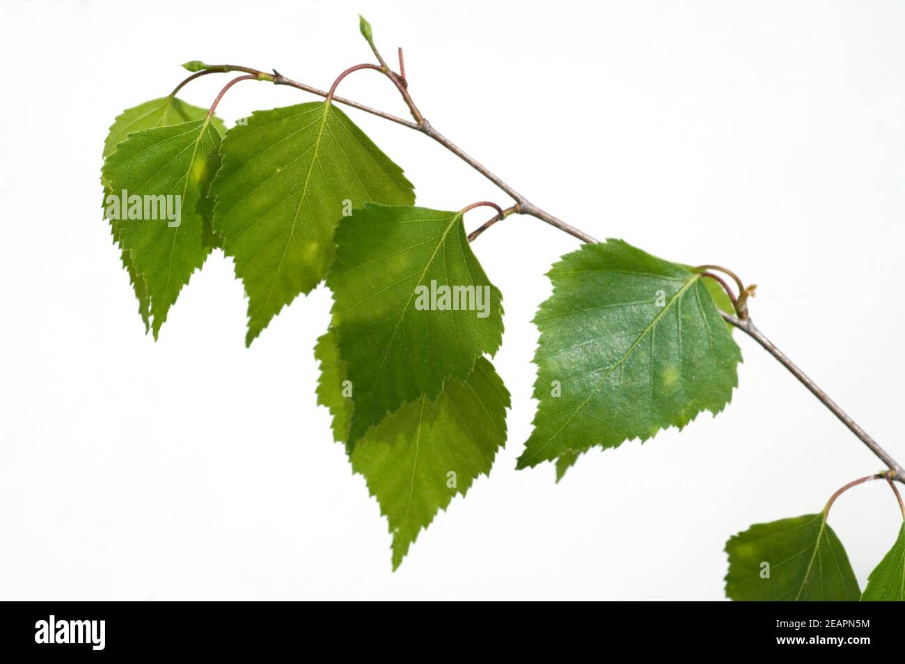 Birkenblaetter, Birkenbaum, Birke, Betula Stock Photo - Alamy