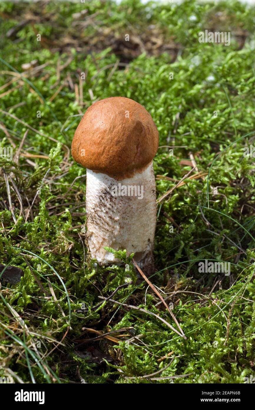 Rotkappe hi-res stock photography and images - Alamy