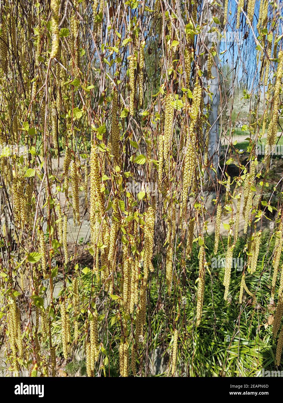 Birkenkaetzchen Birkenbaum Birke Stock Photo - Alamy