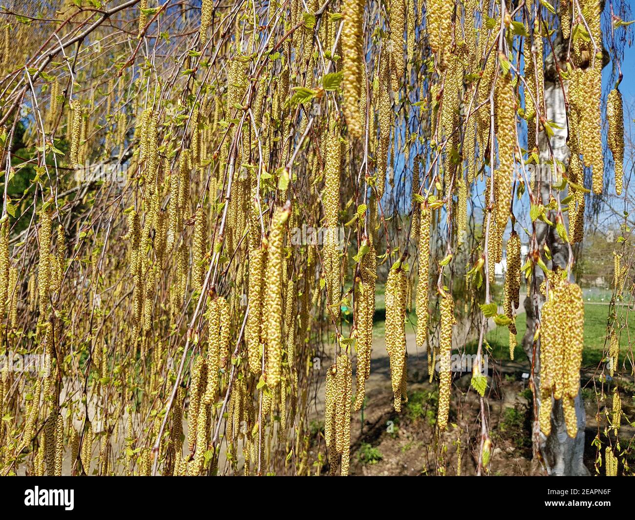 Holz Birke High Resolution Stock Photography and Images - Alamy