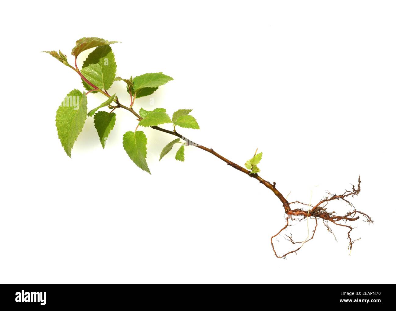 Birkenbaum, Birke, Sproessling, Betula Stock Photo - Alamy