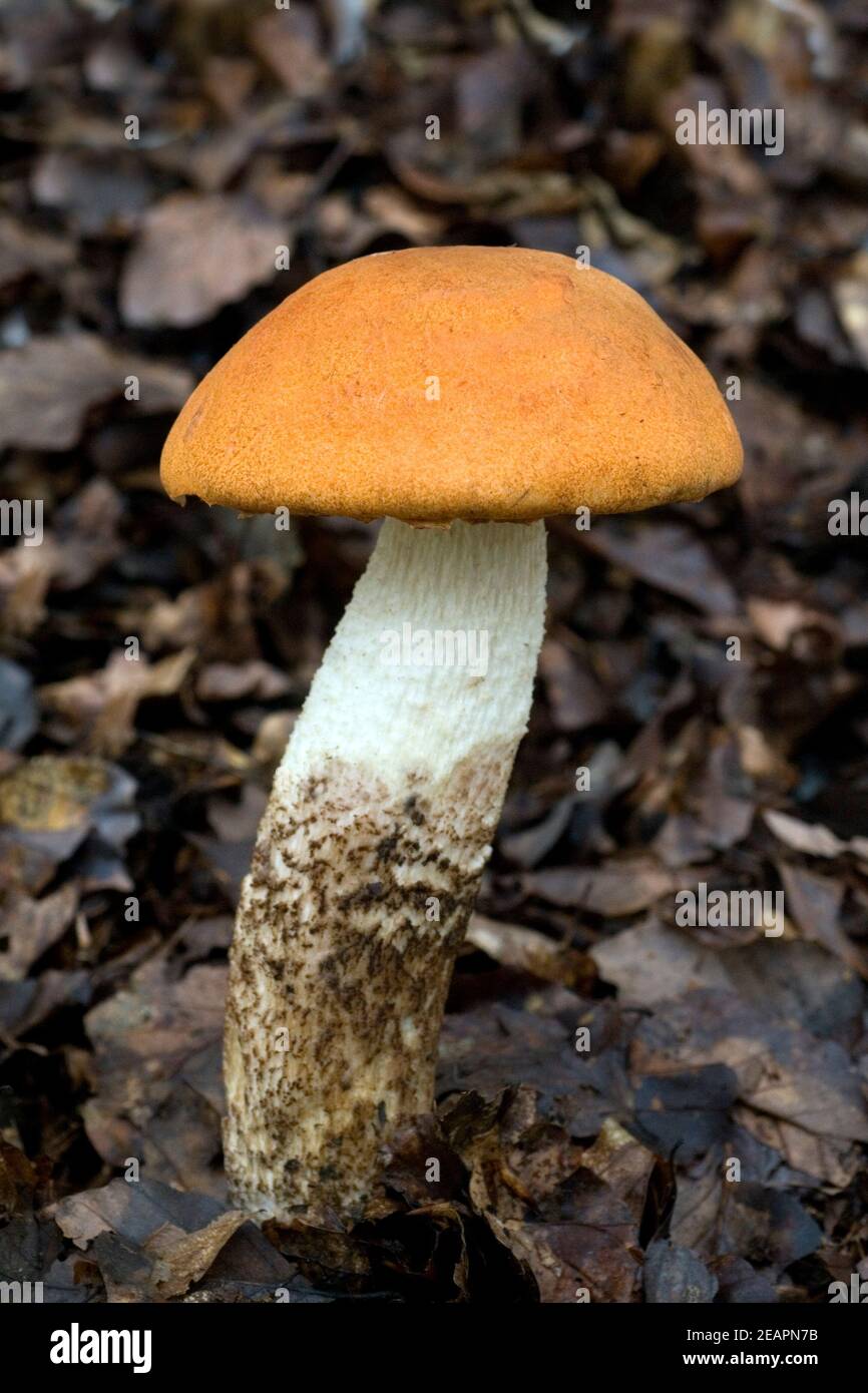 Birkenrotkappe Leccinum testaceoscabrum Stock Photo - Alamy