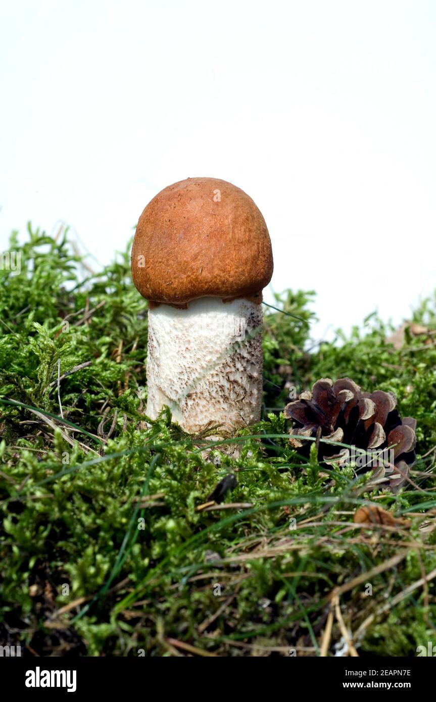 Heidenrotkappe hi-res stock photography and images - Alamy