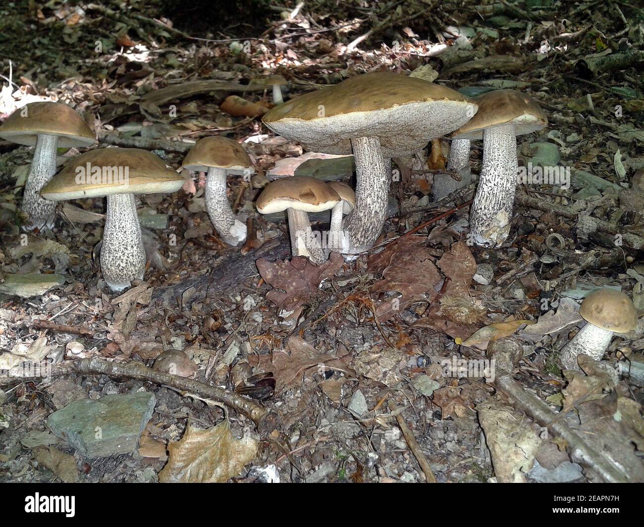 Birkenpilz, Leccinum, scabrum, syn. Birkenroehrling Stock Photo - Alamy