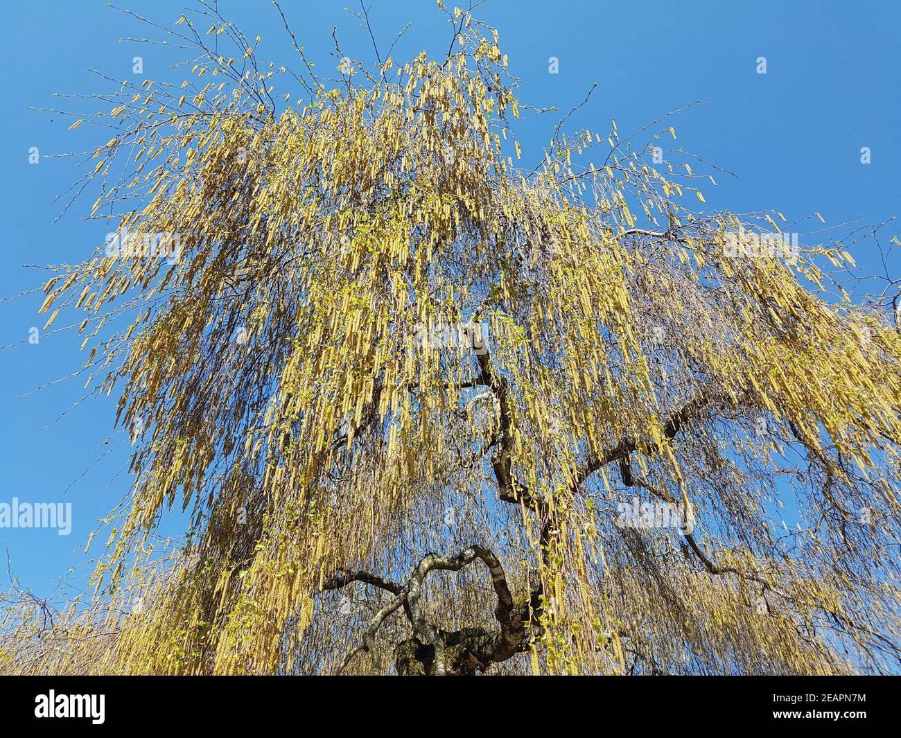 Birkenbaum hi-res stock photography and images - Alamy