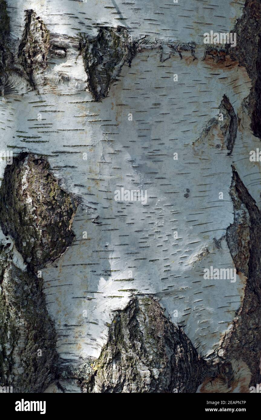 Birkenstamm, Birkenbaum Birke Stock Photo - Alamy