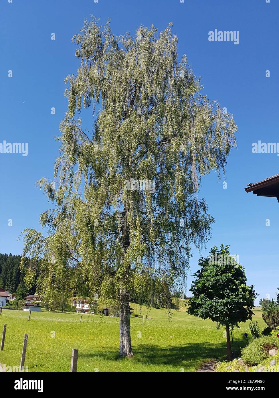 Birkenbaum hi-res stock photography and images - Alamy