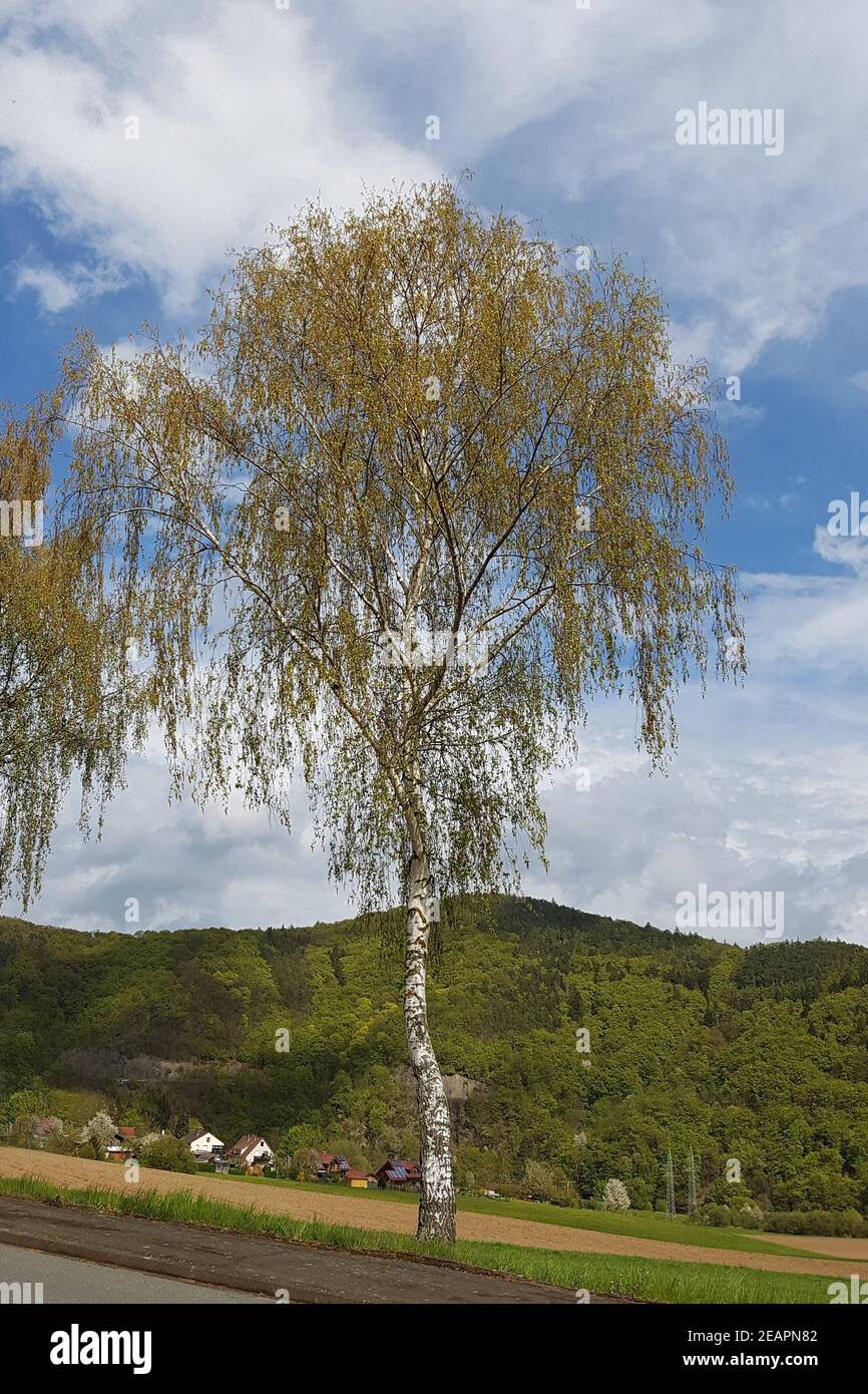 Birkenbaum Birke Stamm Rinde Betula Stock Photo - Alamy