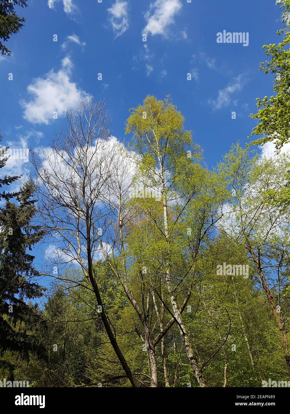 Birkenbaum Birke Stamm Rinde Betula Stock Photo - Alamy