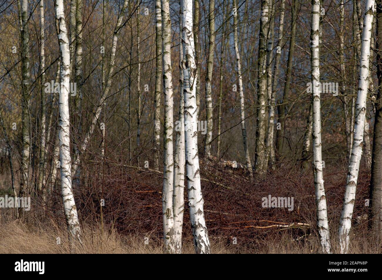 Birkenbaum Birke Stock Photo - Alamy