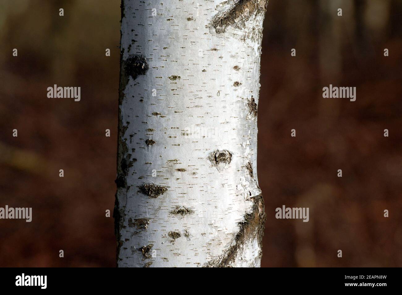 Birkenbaum Birke Stock Photo - Alamy