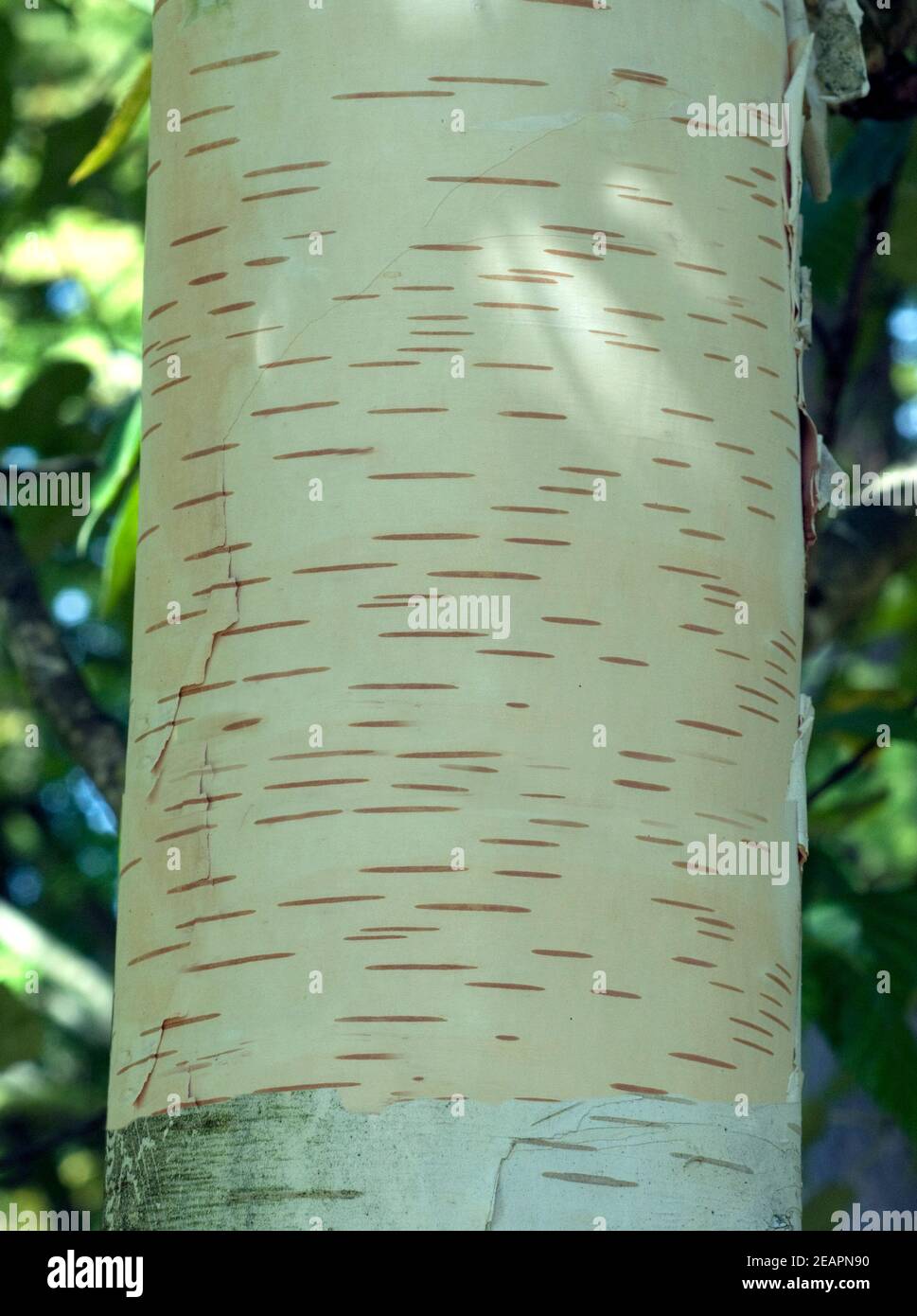 Birkenbaum hi-res stock photography and images - Alamy