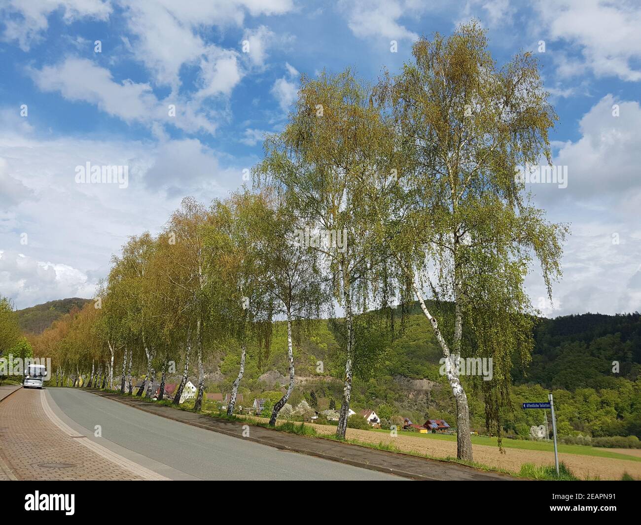 Birkenbaum Birke Stamm Rinde Betula Stock Photo - Alamy