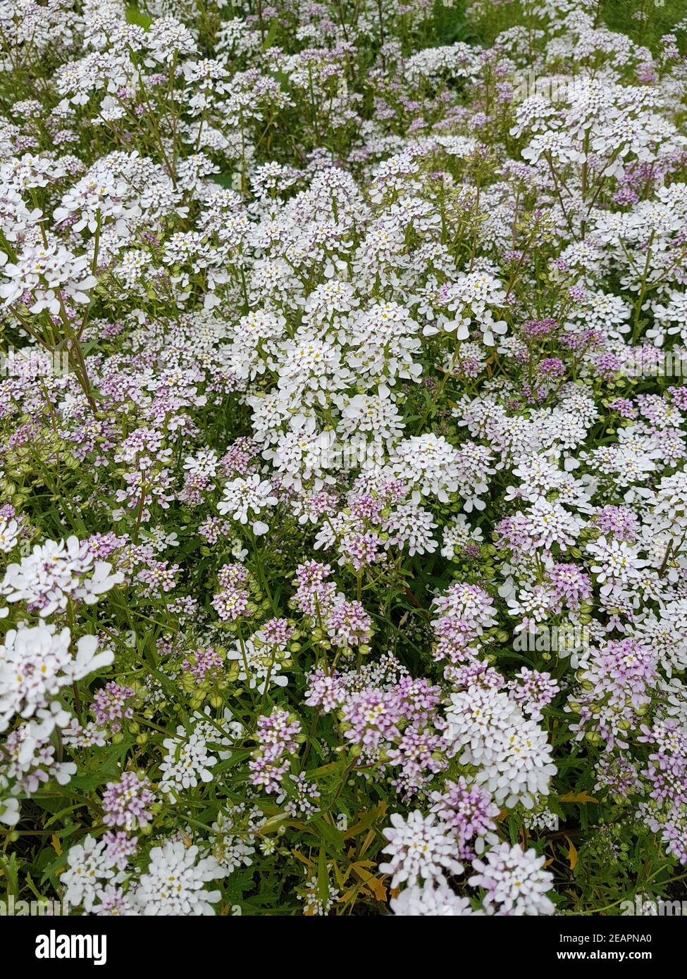 Bittere schleifenblume hi-res stock photography and images - Alamy