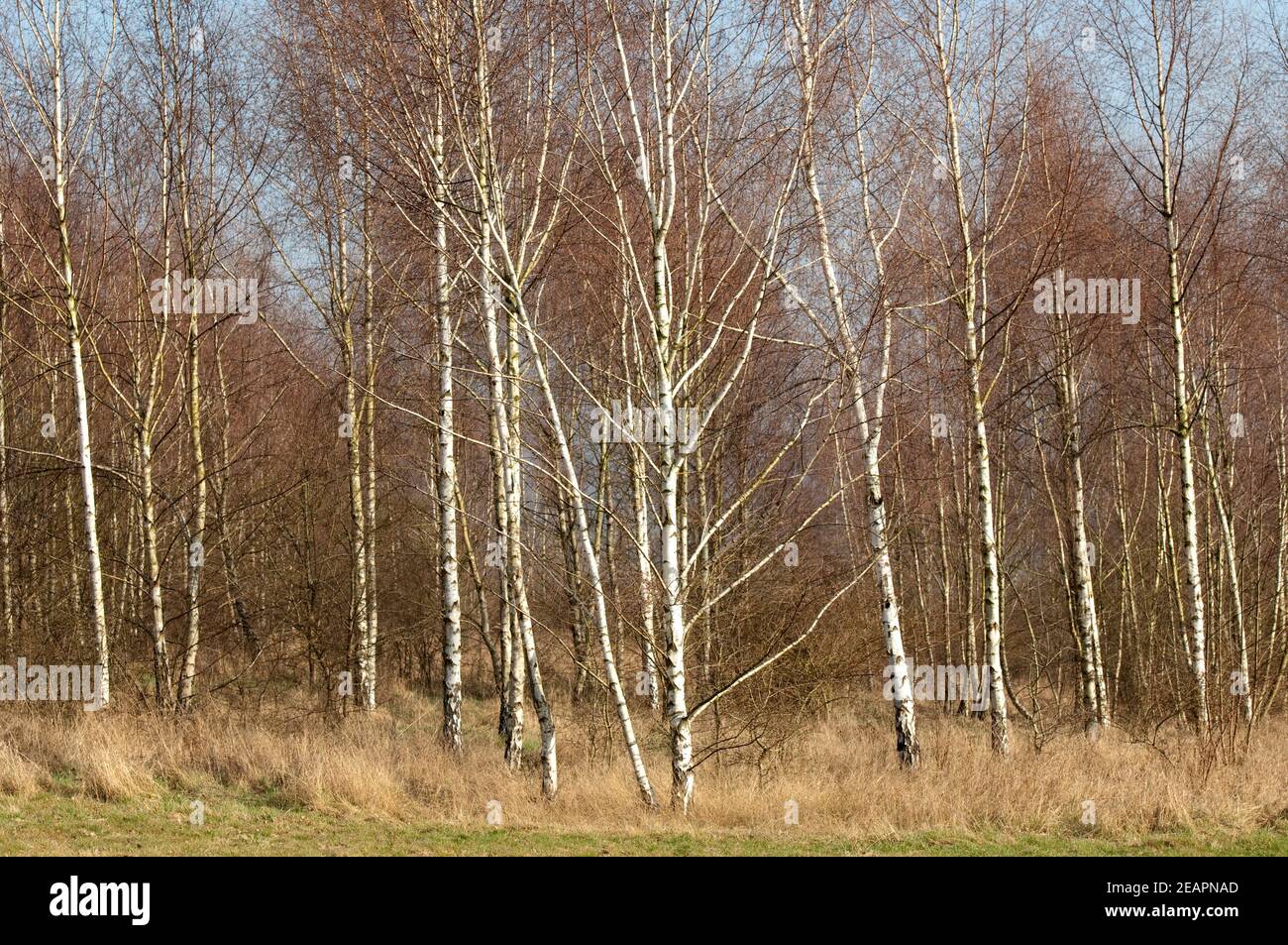 Birkenbaum Birke Stock Photo - Alamy
