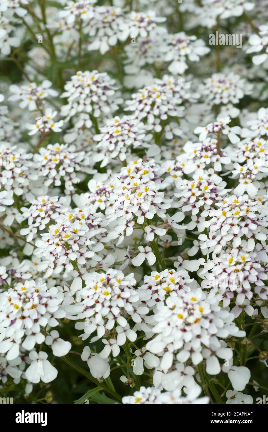 Bittere Schleifenblume, Iberis amara Stock Photo - Alamy