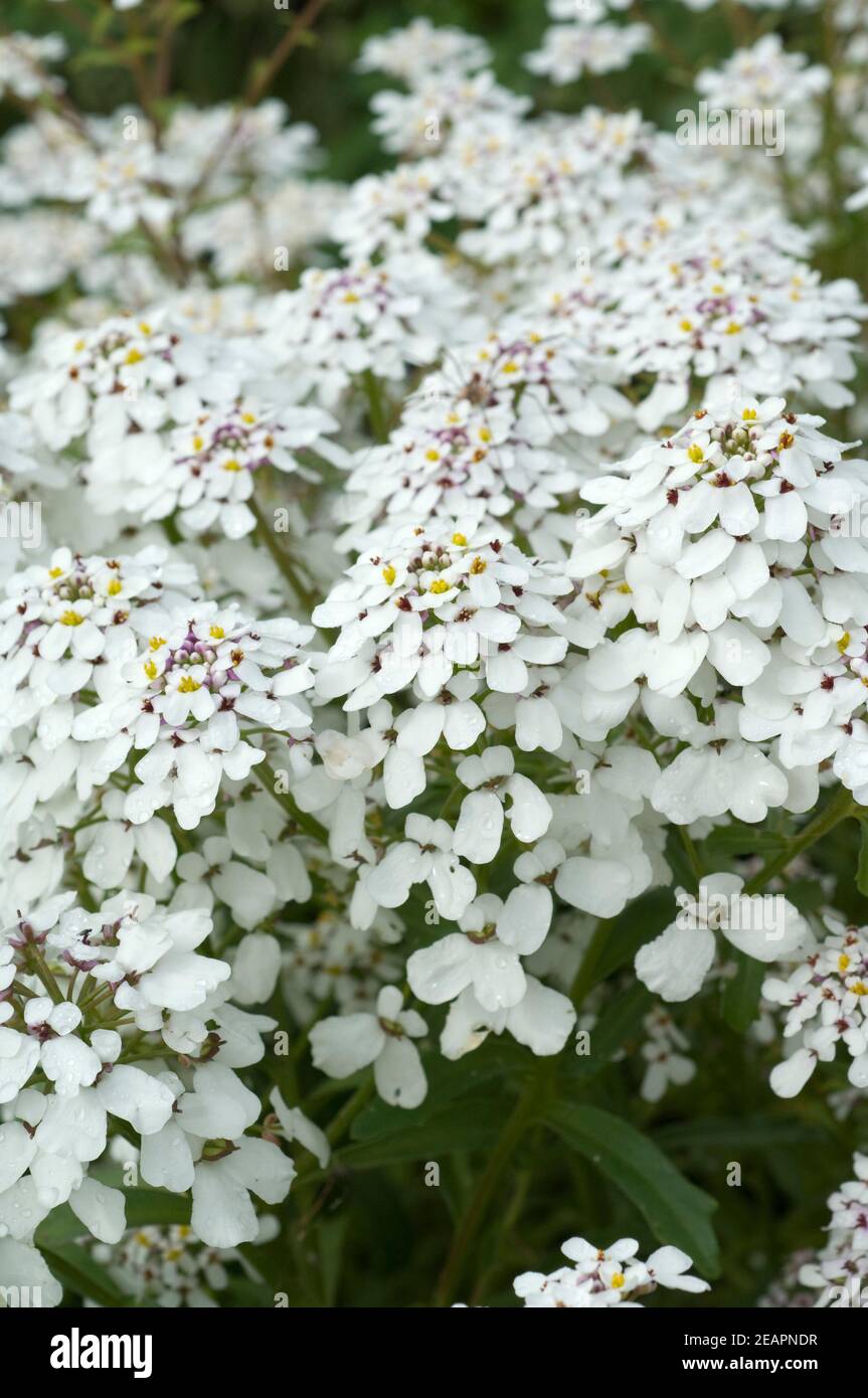 Bittere Schleifenblume, Iberis amara Stock Photo - Alamy