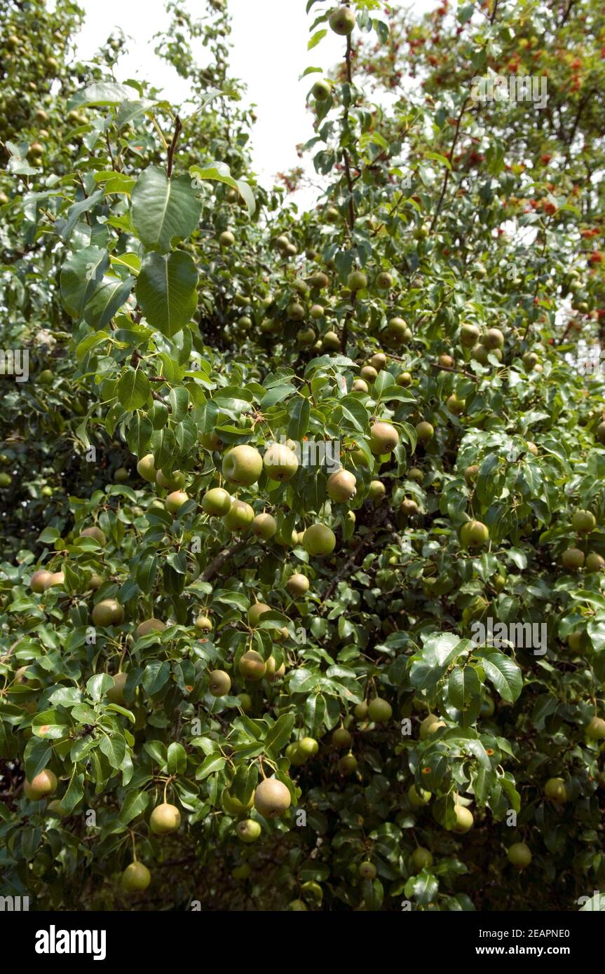 Birnenbaum hi-res stock photography and images - Alamy