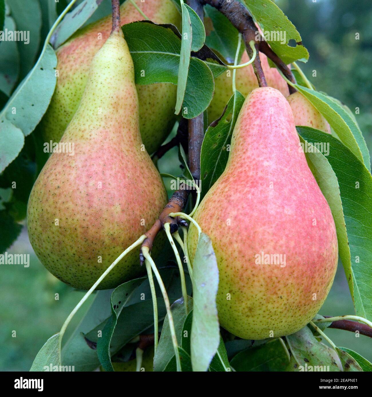 Birnen am baum hi-res stock photography and images - Alamy